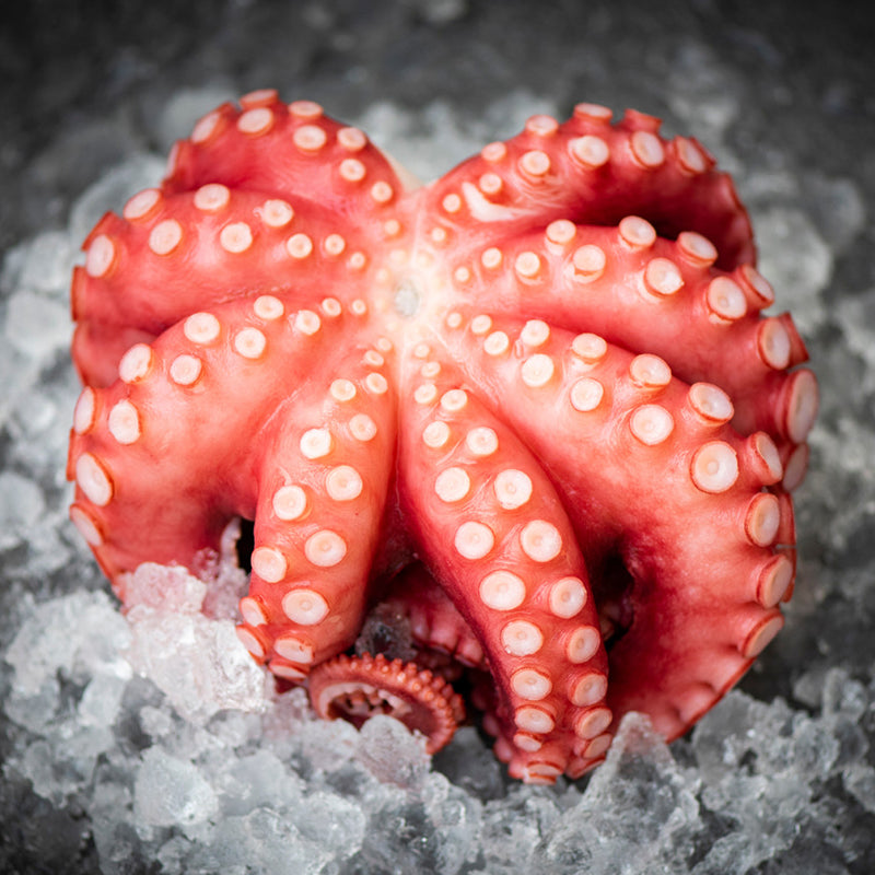 OCTOPUS, SQUIDS & CALAMARI – Moby's Seafood
