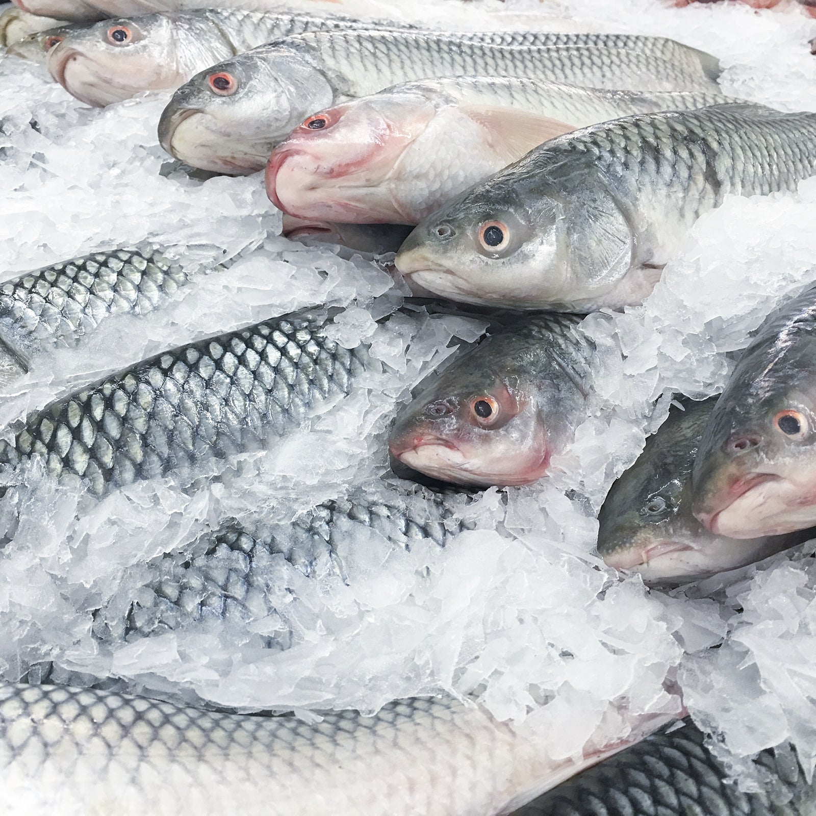 WHOLE FISH – Moby's Seafood
