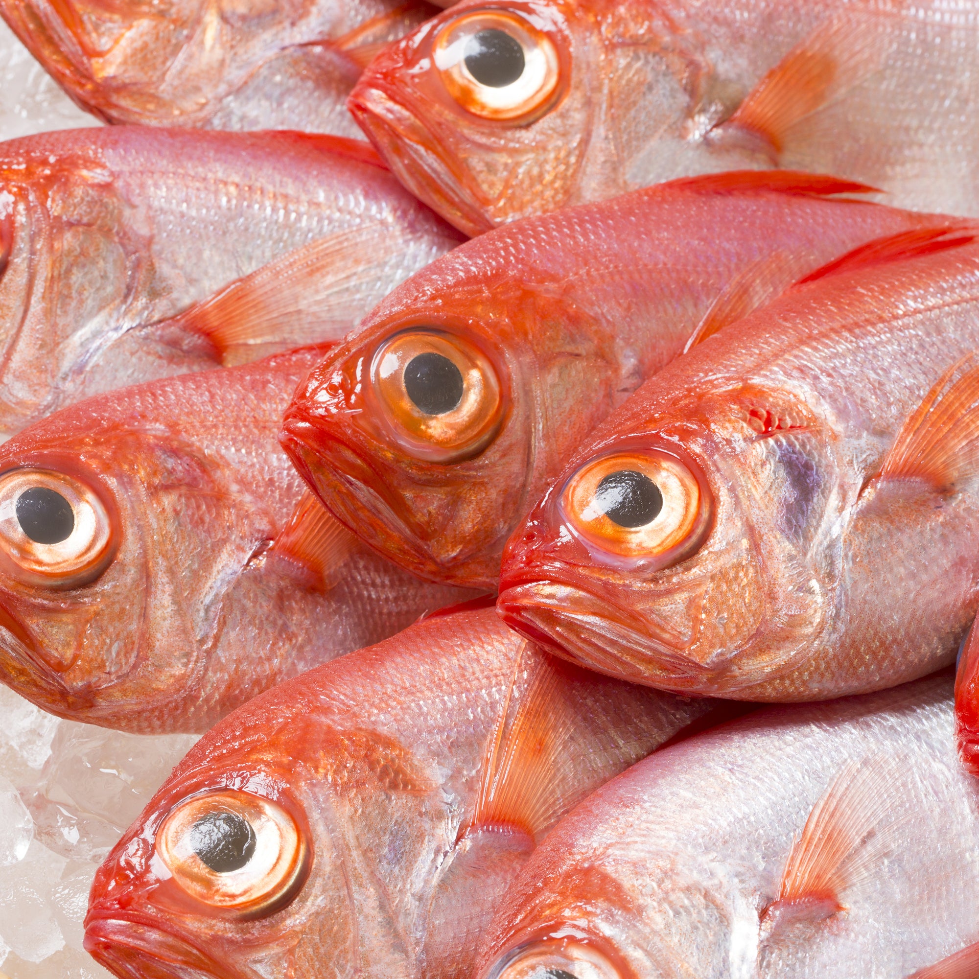 NZ Alfonsino (Min 900g) – Moby's Seafood