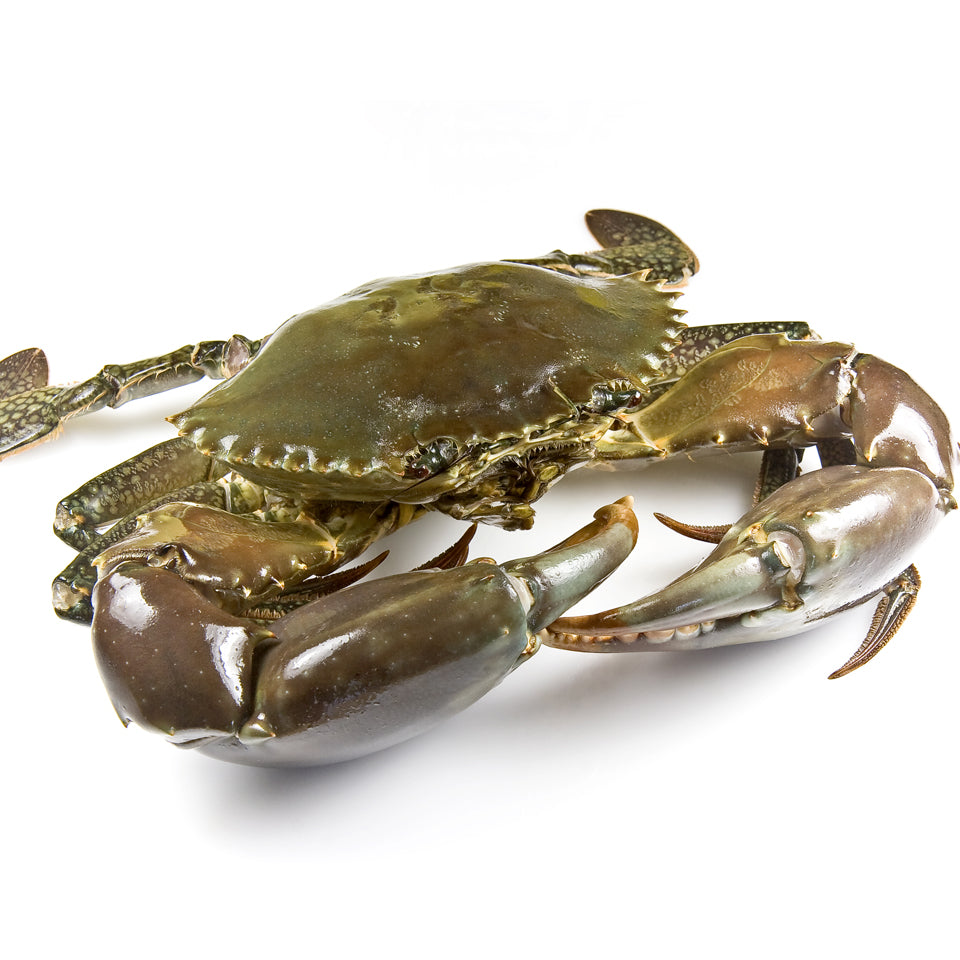 Live Mud Crab (male) (min 900 gr) – Moby's Seafood