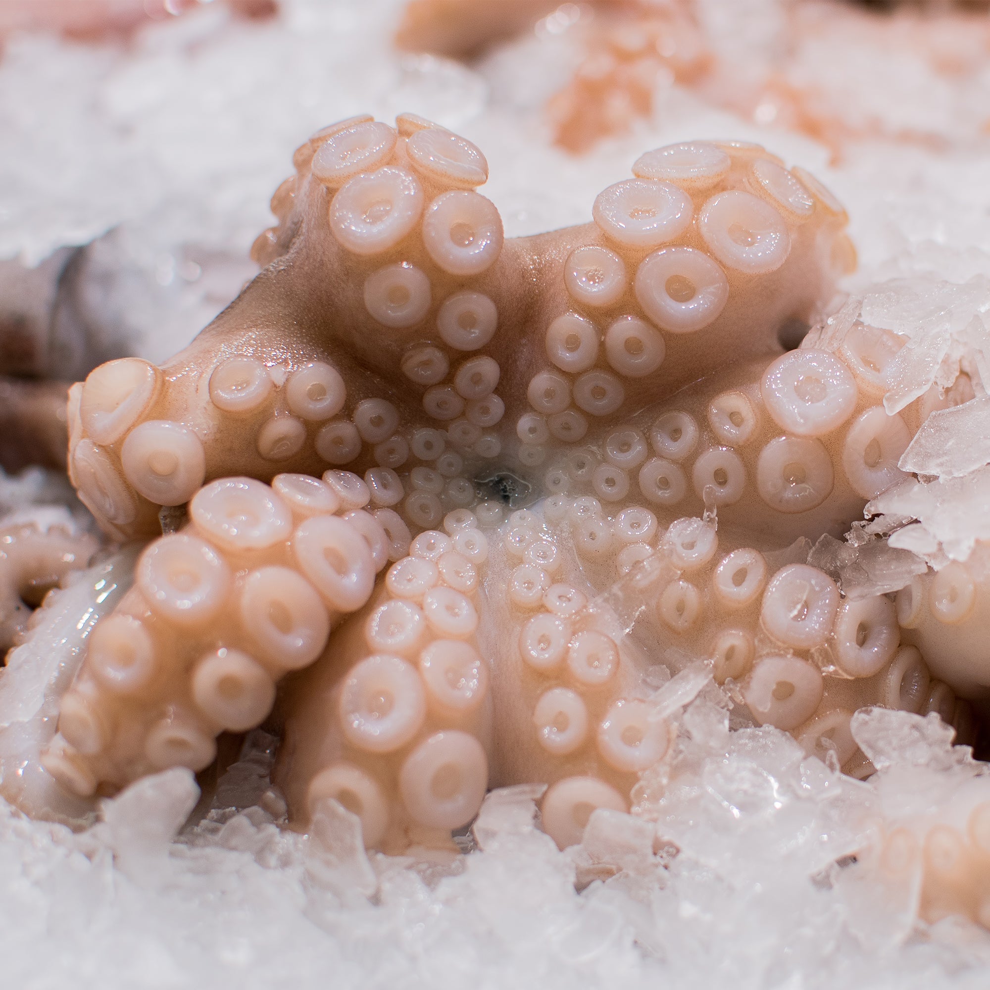 Medium Octopus (1kg) – Moby's Seafood