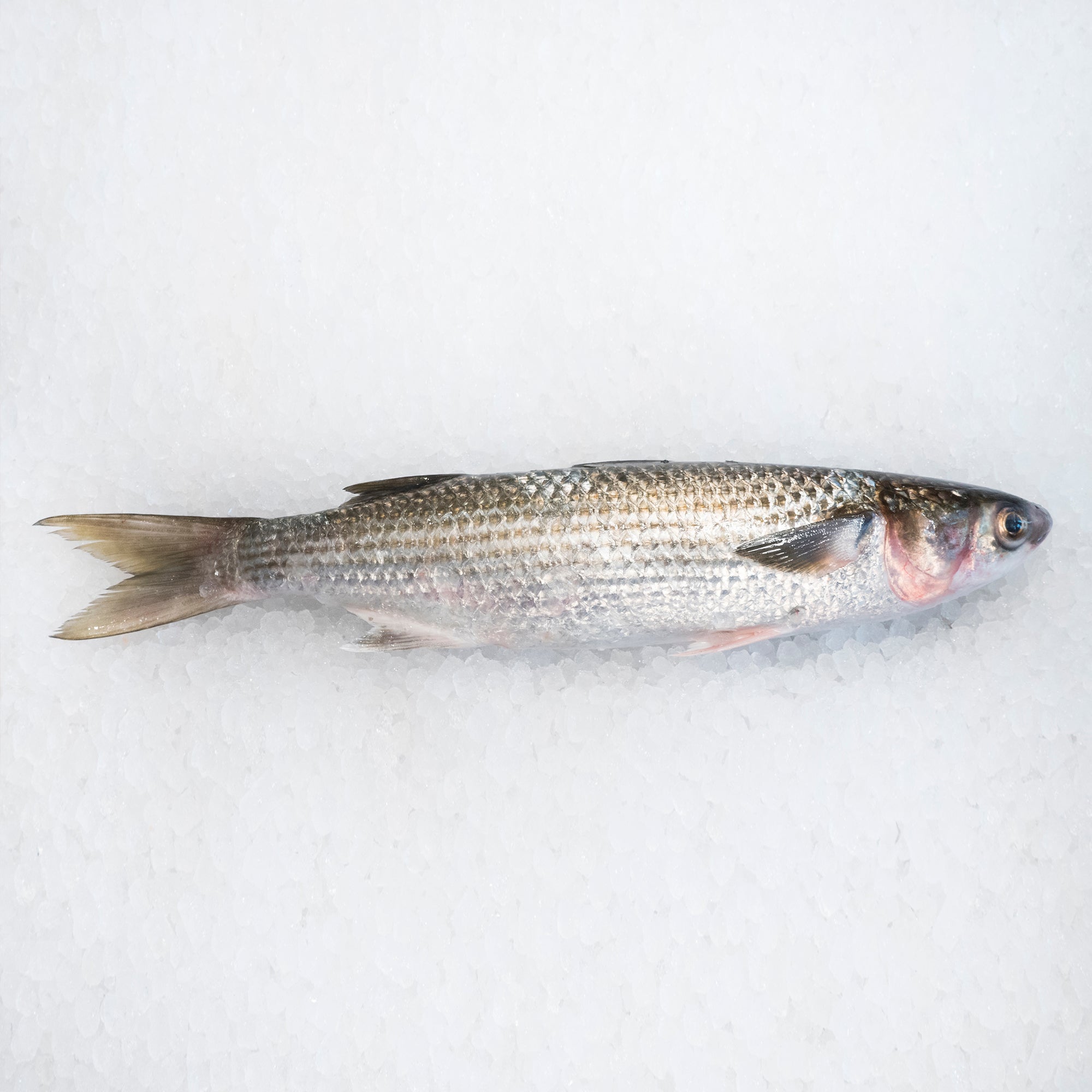 Sea Mullet (Min 1kg) – Moby's Seafood