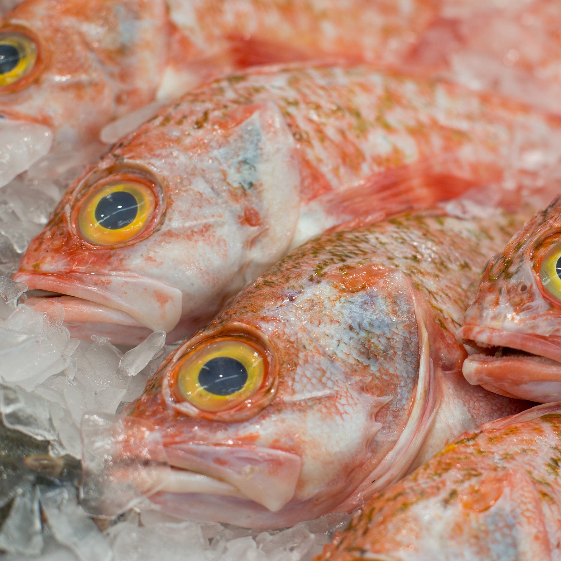 Ocean Perch (Min 1kg) – Moby's Seafood