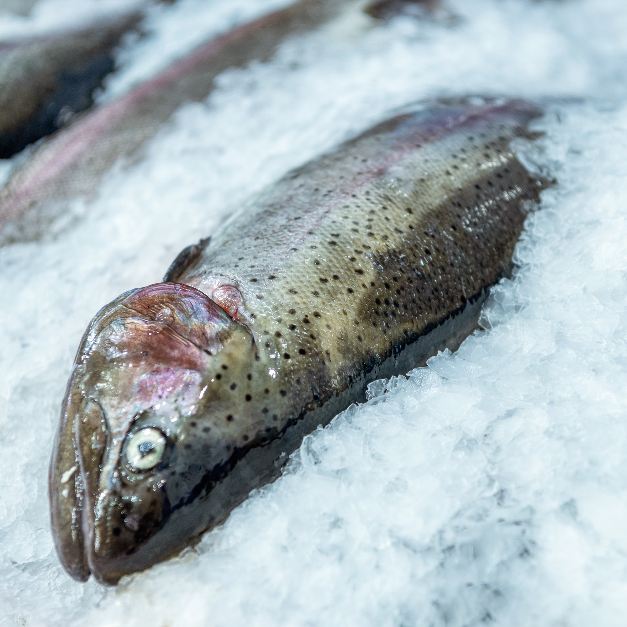 Ocean Trout (Min 3.1kg) – Moby's Seafood