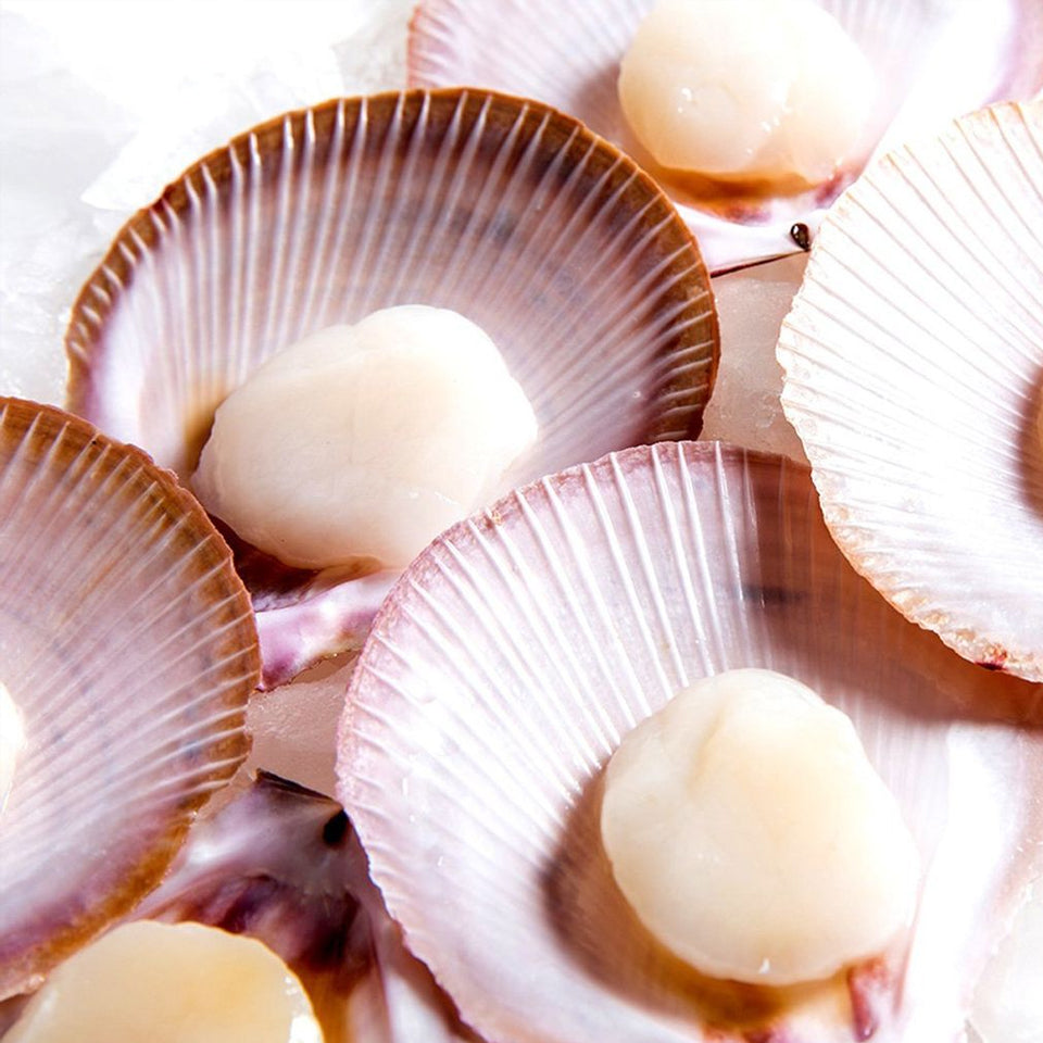 Half Shell Scallops Roe-Off (1 Dozen) – Moby's Seafood