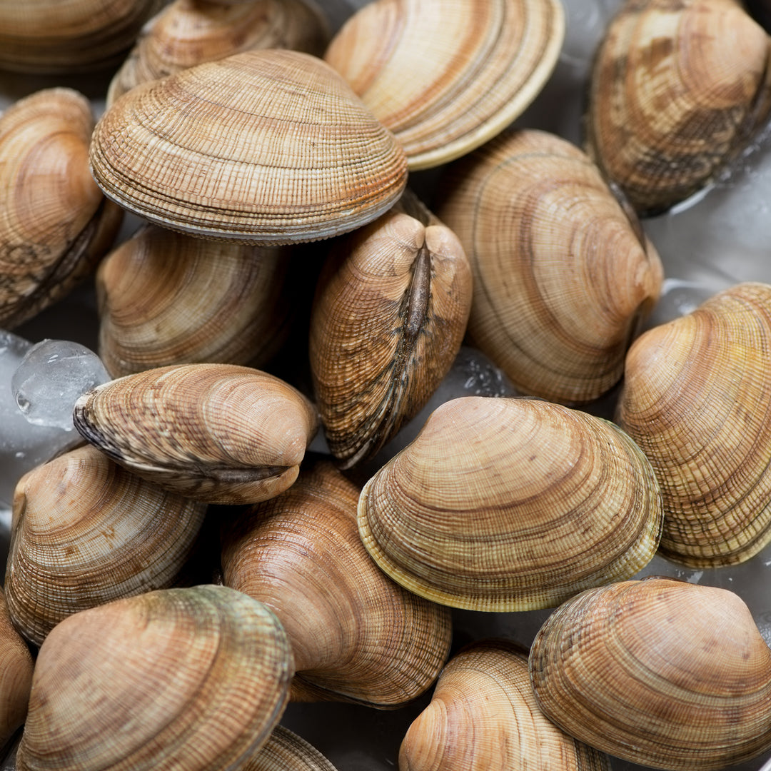 Vongole (1g pack) - Frozen – Moby's Seafood