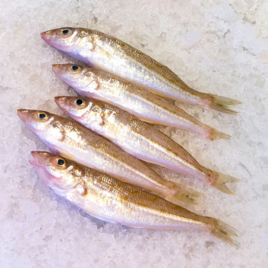 Eastern School Whiting (500g) – Moby's Seafood