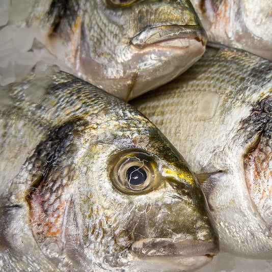 Yellowfin Bream (Min 600g) – Moby's Seafood