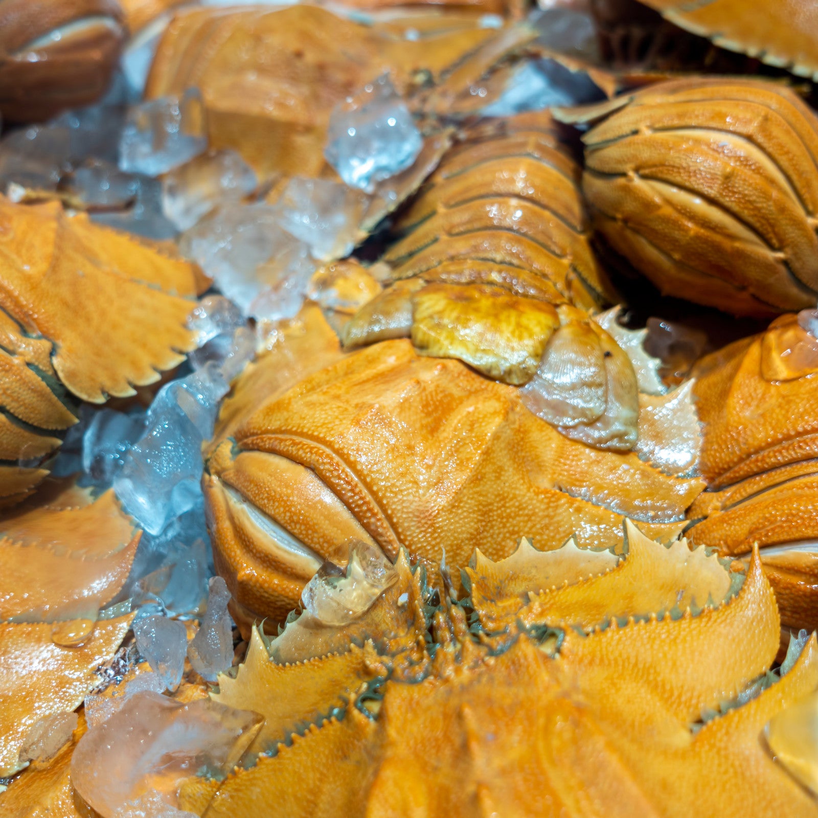 Cooked Balmain Bugs (Min 500g) – Moby's Seafood