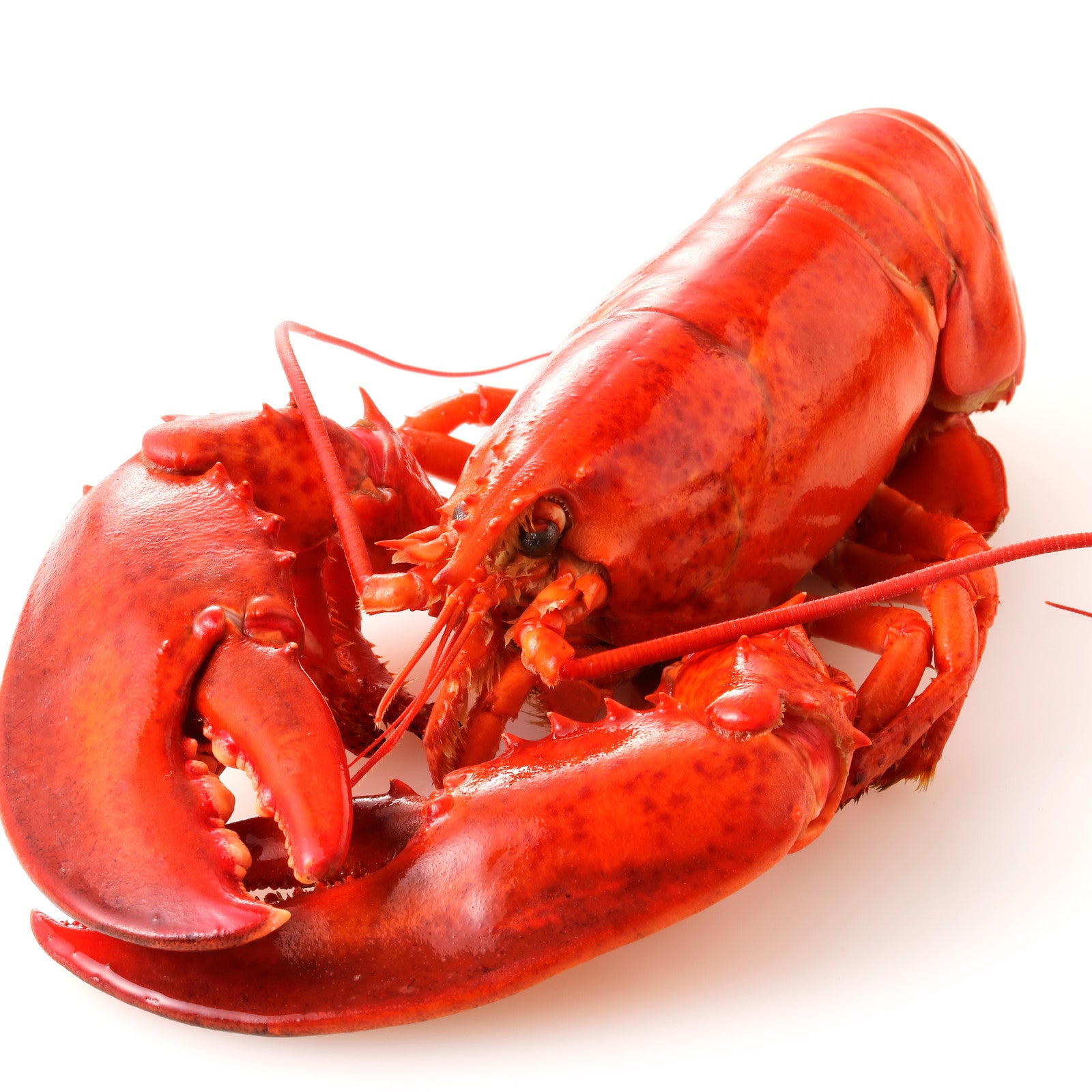 Cooked WA Lobster (Min 500g Each) – Moby's Seafood