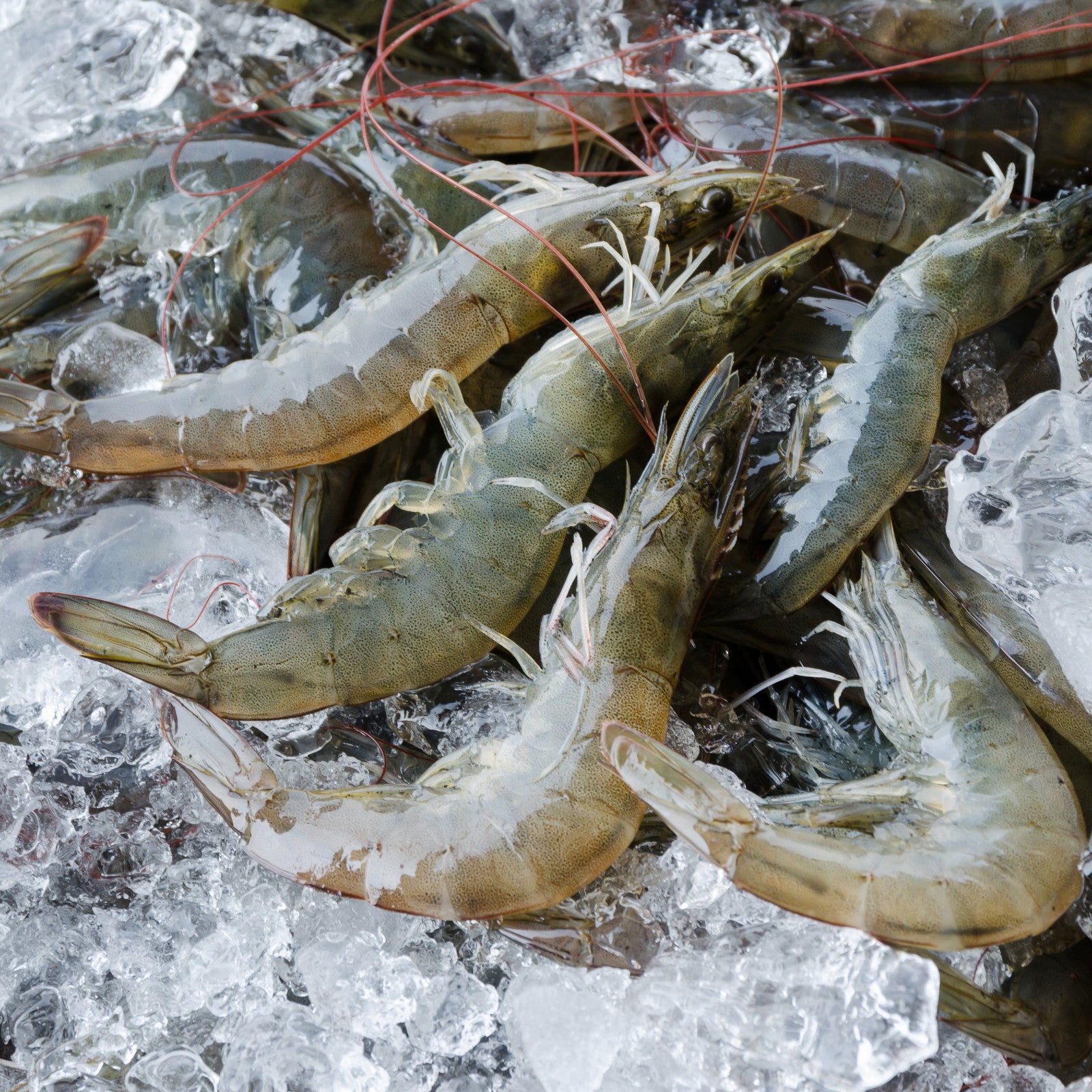 Raw King XL Prawns (500g) – Moby's Seafood