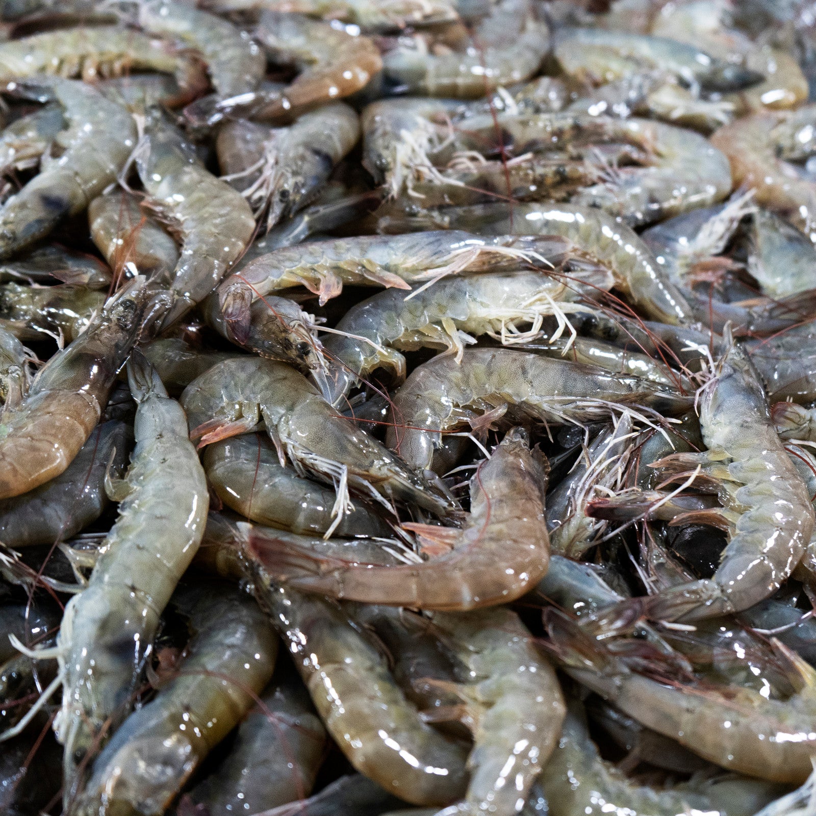 Raw School Prawns (500g) – Moby's Seafood